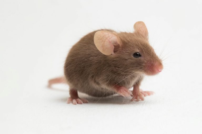 The 6 Types of Mice in the UK | All You Need to Know About UK Mice