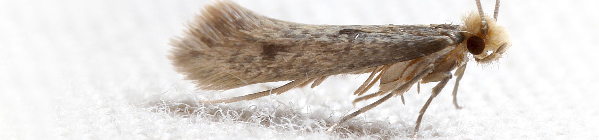 Clothes Moth Pest Control | Safeguard