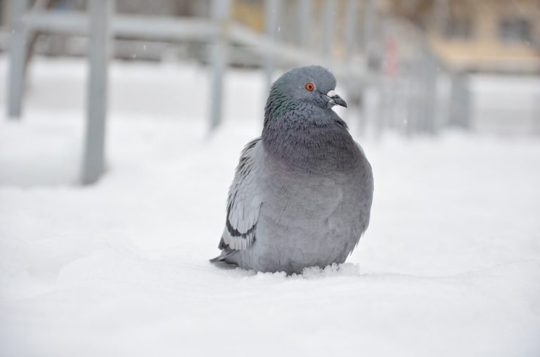 The 5 Main Types of Pigeon | Size, Weight, Lifespan & More
